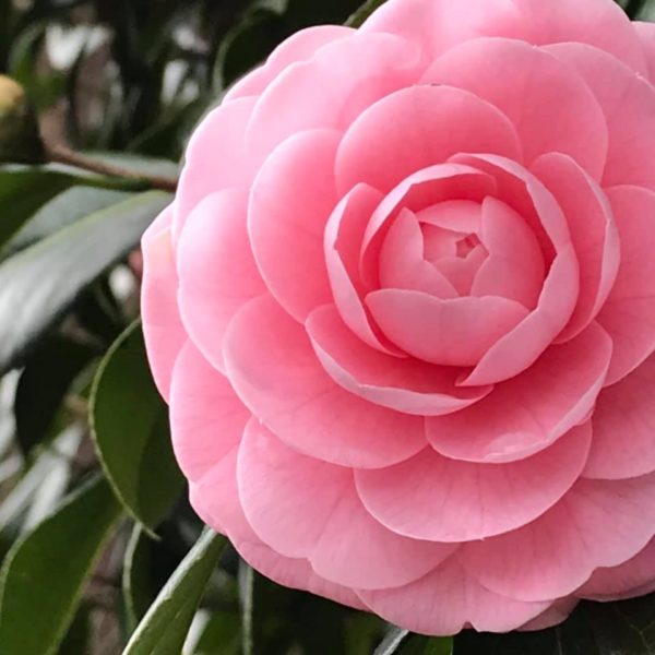 caracoco | からだにやさしい。こころにうれしい。